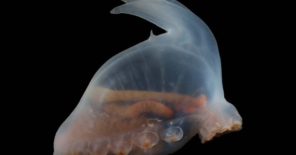 The ISA Marks The First International Day Of The Deep Seabed With New ...